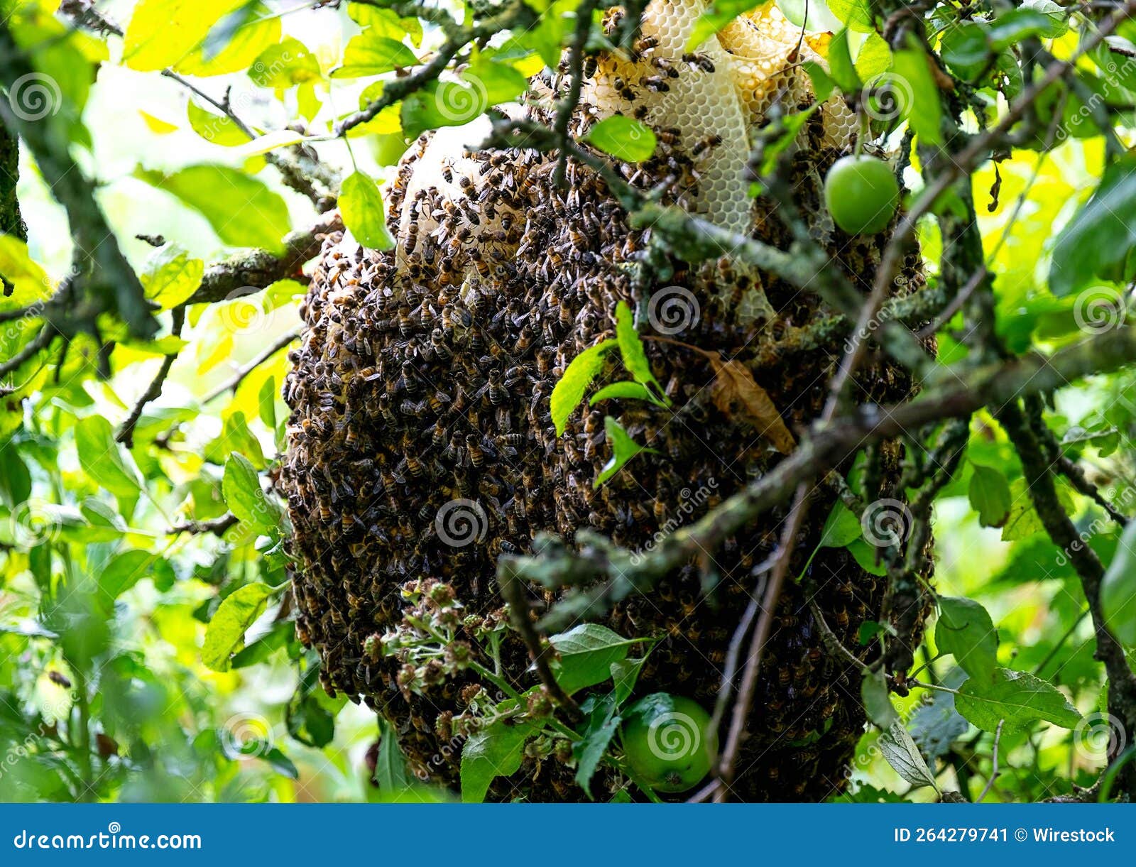 Closeup of Honeycomb on a Tree Stock Image - Image of nature, insect ...