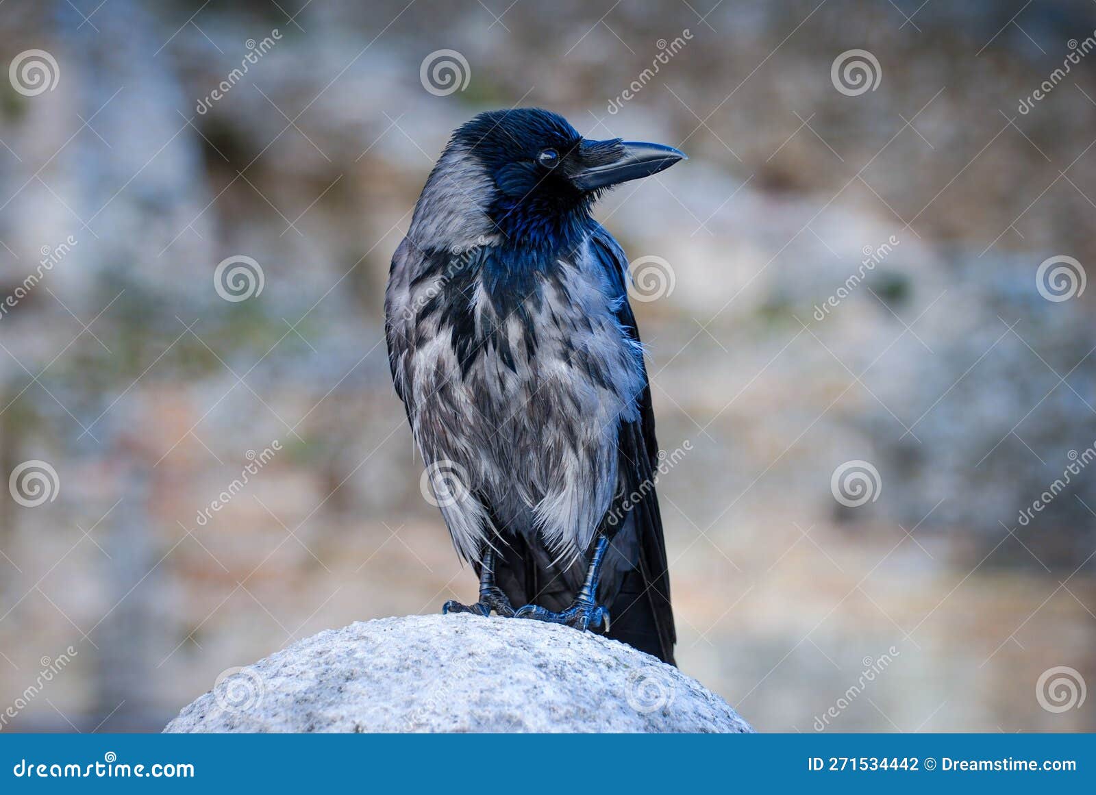 Closeup of a Hooded Crow, Corvus Cornix on a Rock. Stock Photo - Image ...