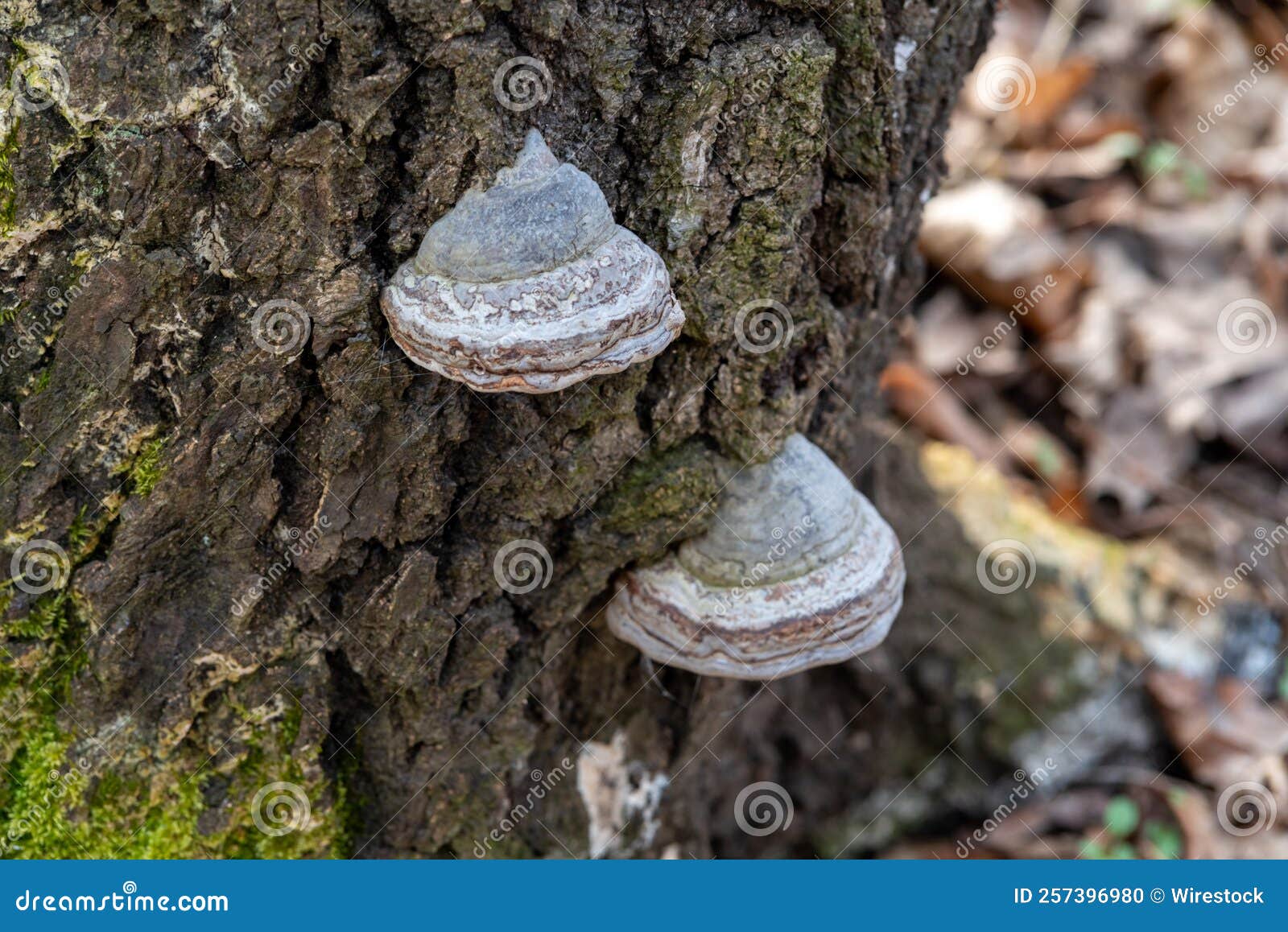 Closeup of Hoof Fungus on Tree Bark. Stock Photo - Image of fungus ...