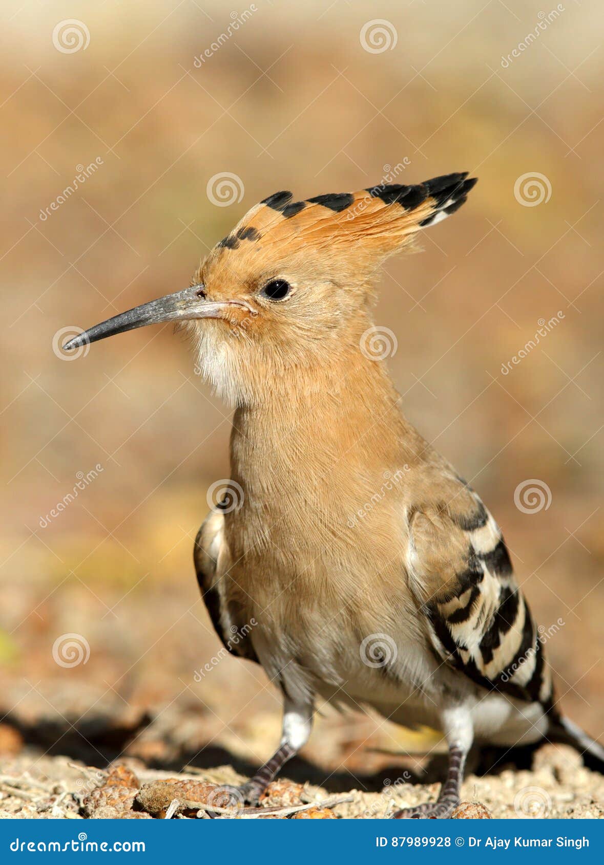 Closeup of Hoopoe stock photo. Image of bucerotiformes - 87989928