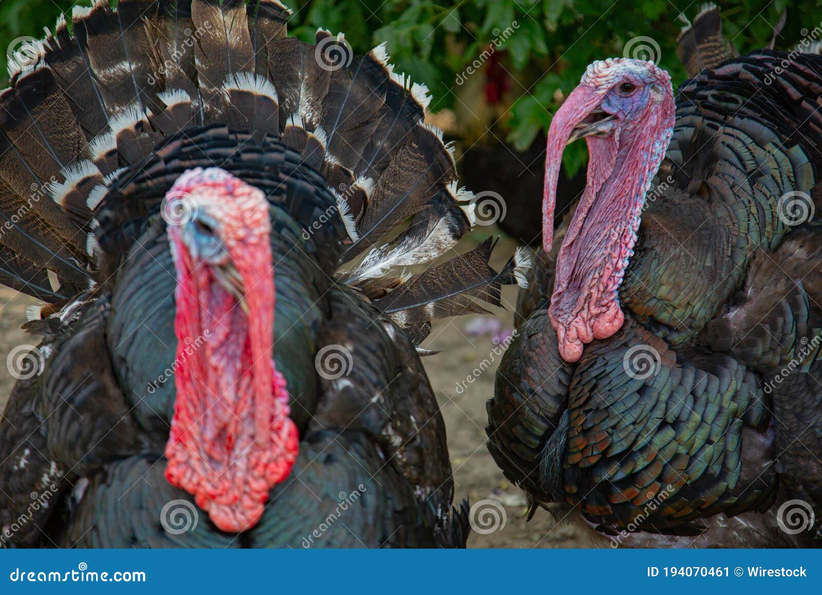 Closeup Horizontal Shot of Two Male Wild Turkeys Stock Image - Image of ...