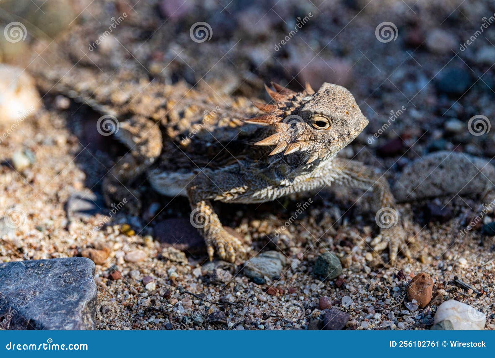 Closeup of Horned Lizard on a Stony Ground Stock Image - Image of ...