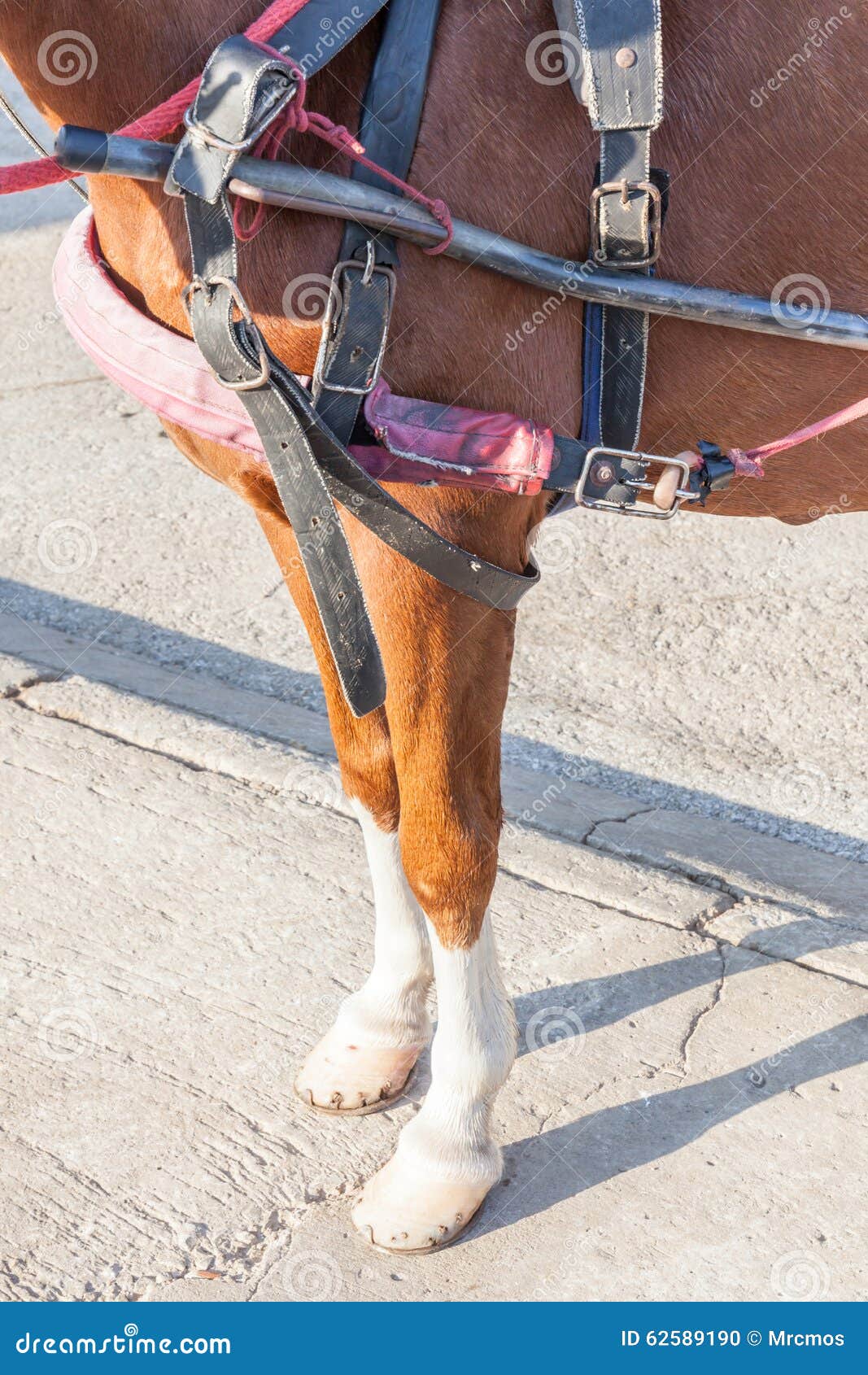 Closeup Horse Legs with Horseshoe and Harness Clipping Path. Stock ...