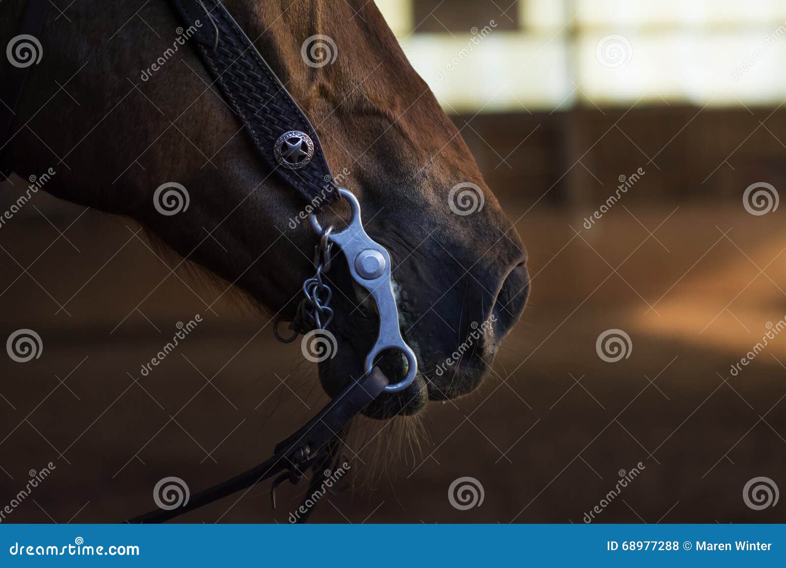 Closeup of a Horse Mouth with a Curb Bit, Western Riding Stock Photo ...