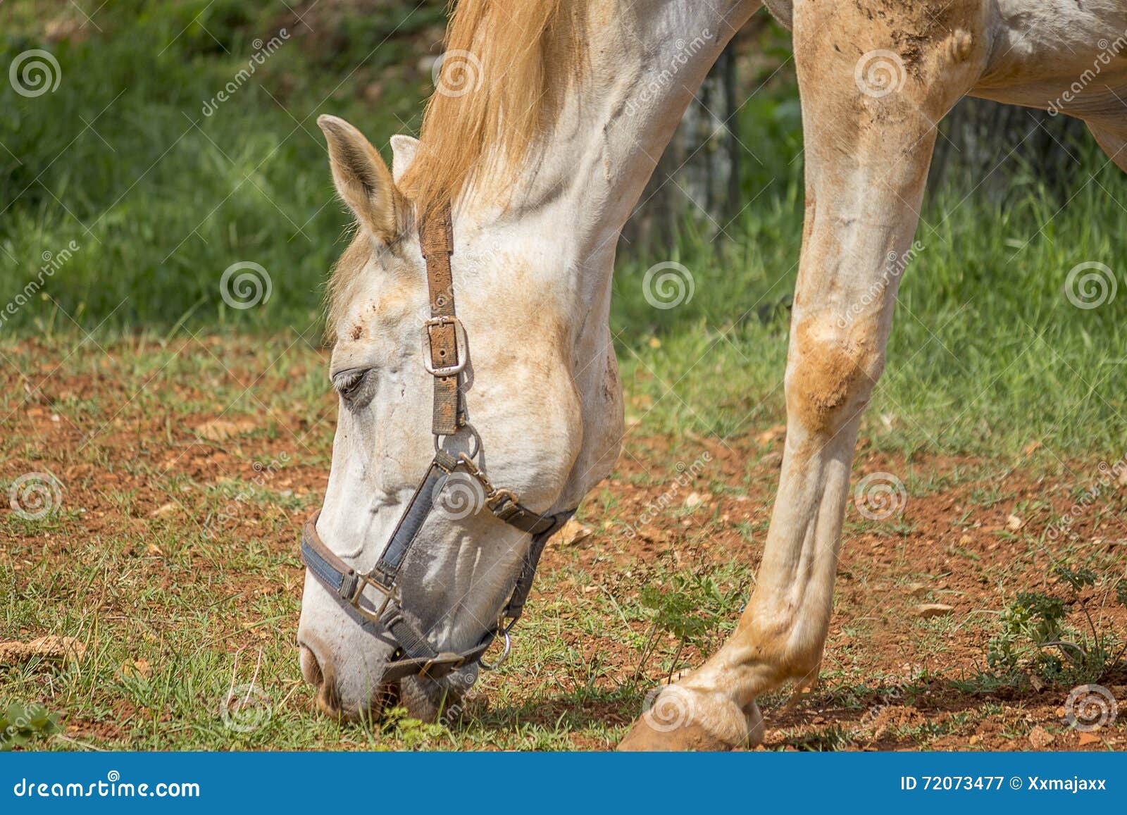 Closeup Horse (yellow Horse) Stock Image - Image of country, animals ...