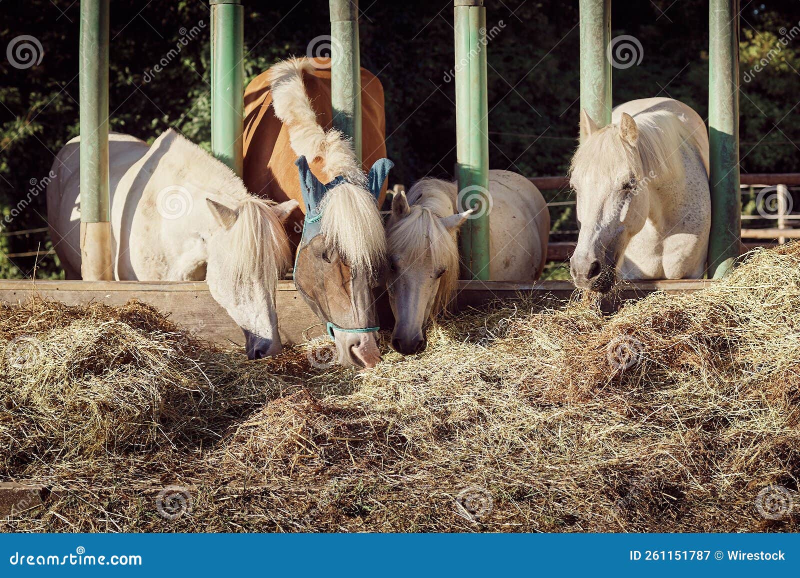 Closeup of Horses and Ponies Eating Grass in a Stable Stock Image ...
