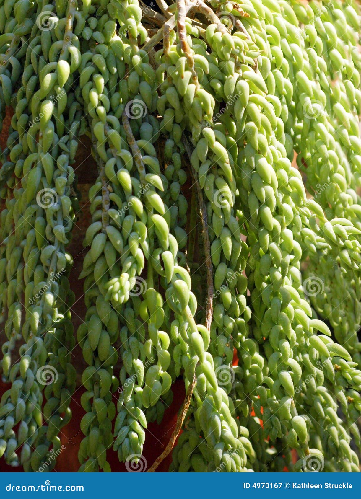 Closeup of Horsetail Cactus Stock Image - Image of plant, plants: 4970167