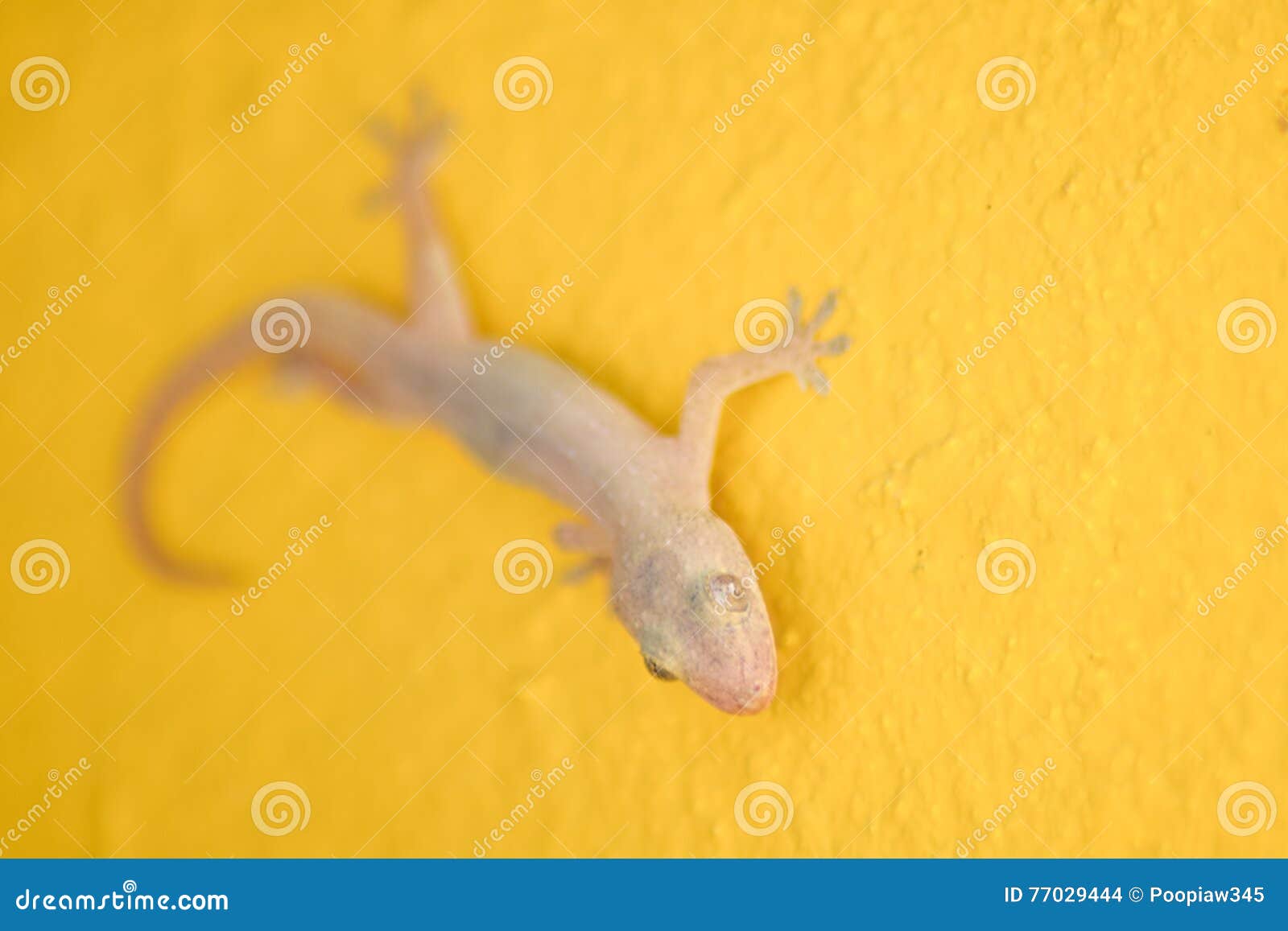 Closeup House Lizard on Yellow Wall Background Stock Photo - Image of ...