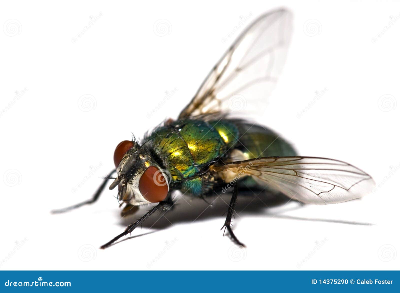 Closeup of a housefly stock photo. Image of background - 14375290