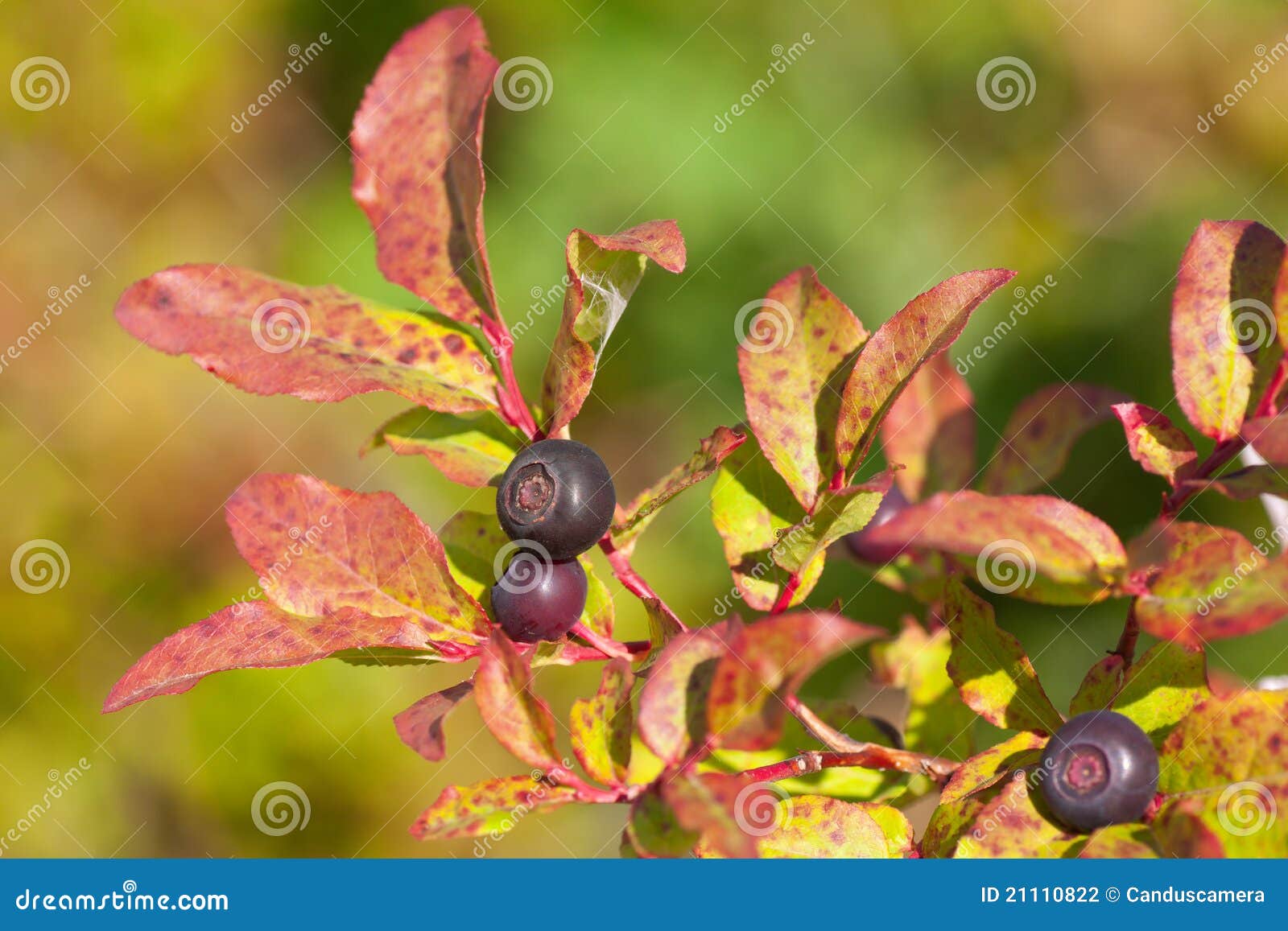 Closeup of Huckleberries on a Bush Stock Photo - Image of leaf, blue ...