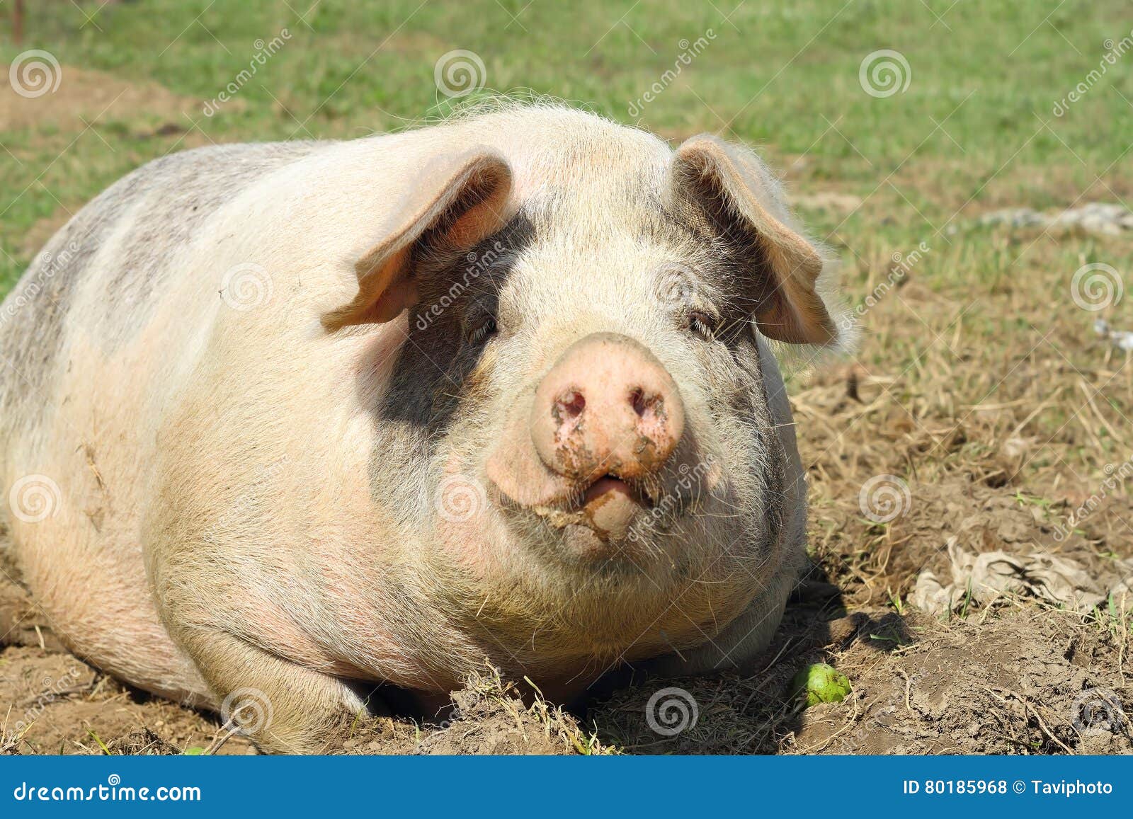 Closeup of huge sow stock photo. Image of nose, huge - 80185968