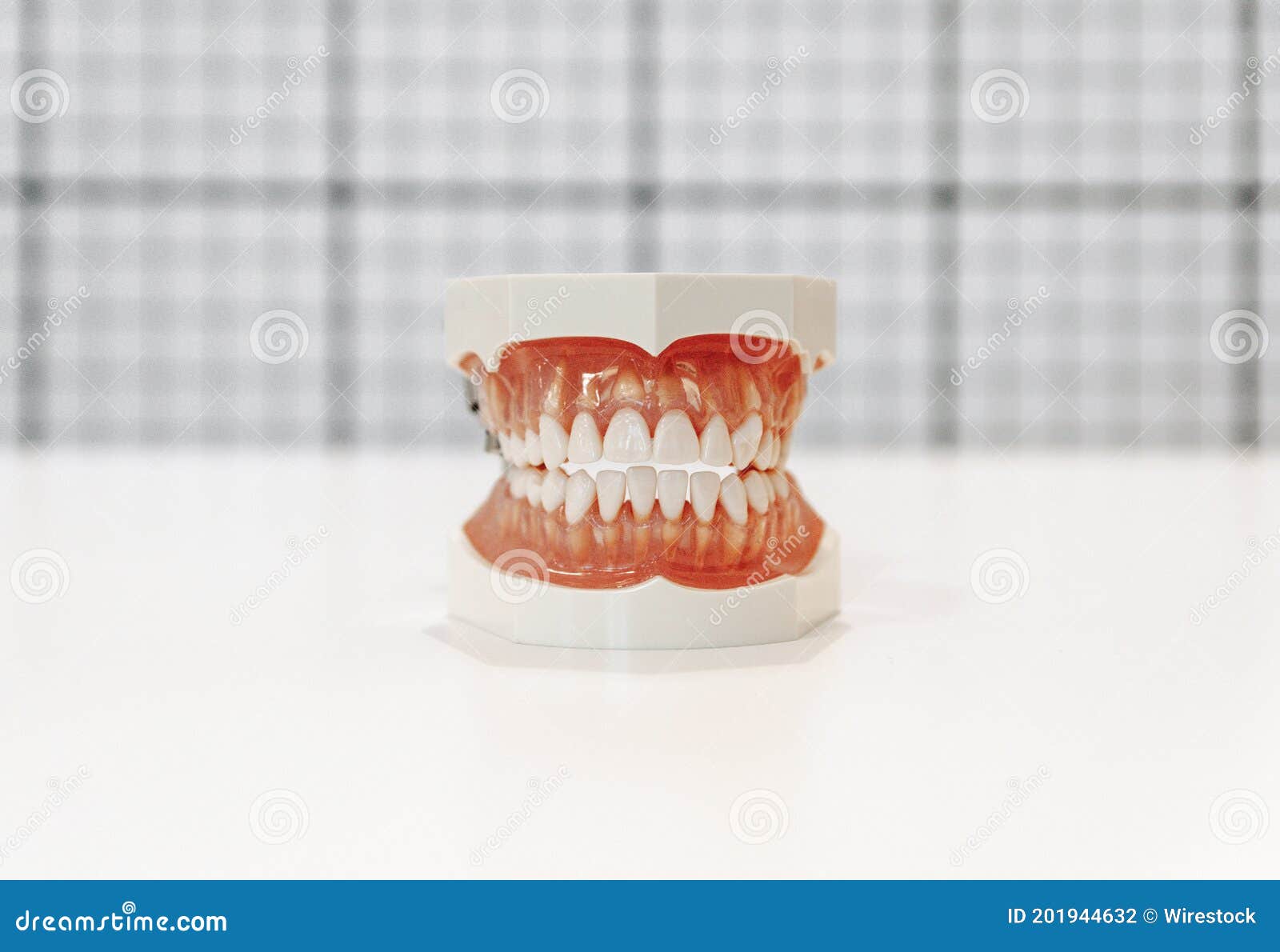 Closeup of Human Artificial Jaws on a White Table Stock Photo - Image ...