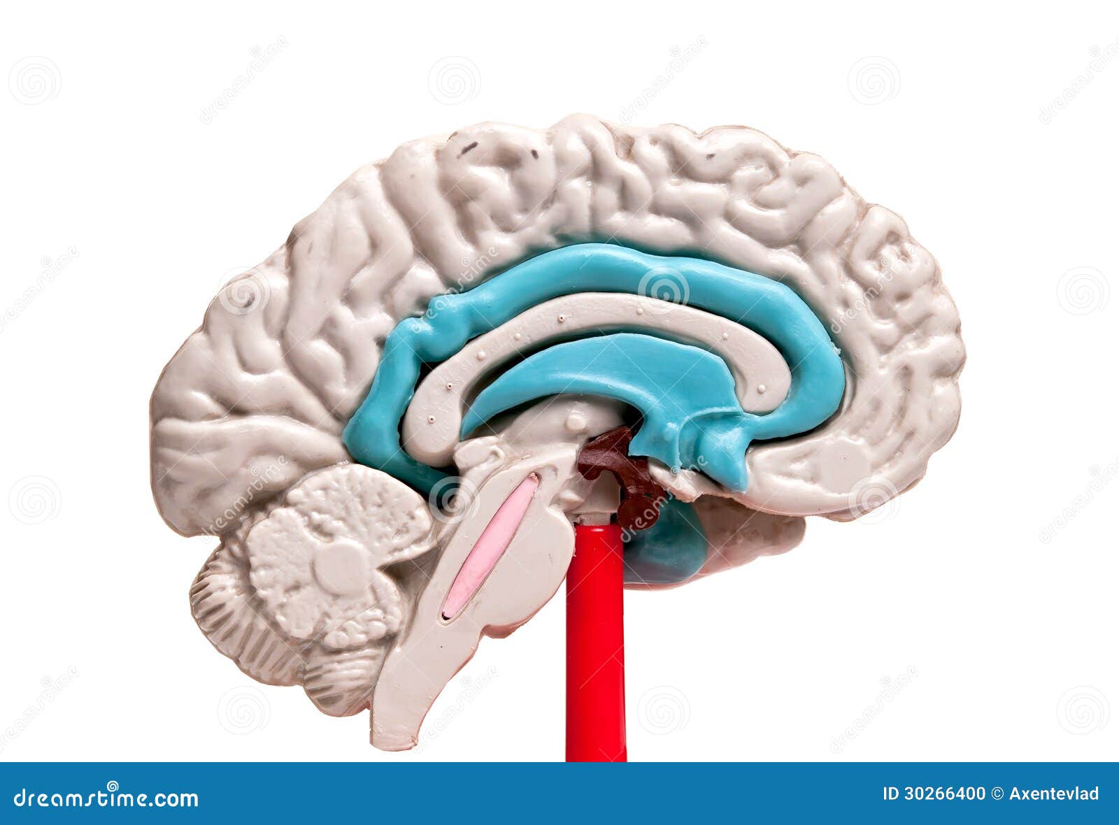 Closeup of a Human Brain Model on White Background Stock Photo - Image ...