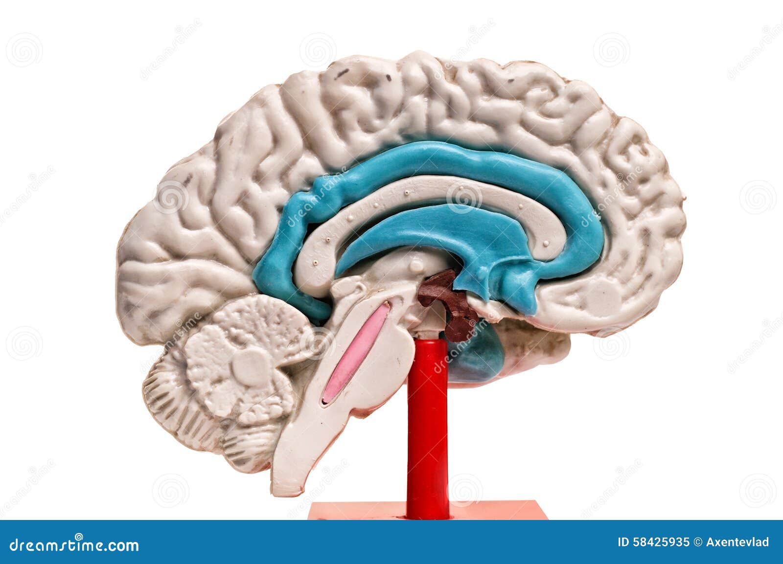 Human Brain Sculpture