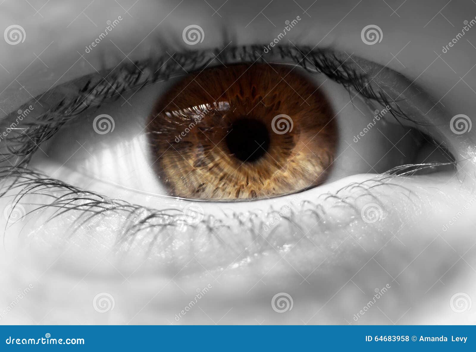Closeup of human eye stock photo. Image of detail, gaze - 64683958