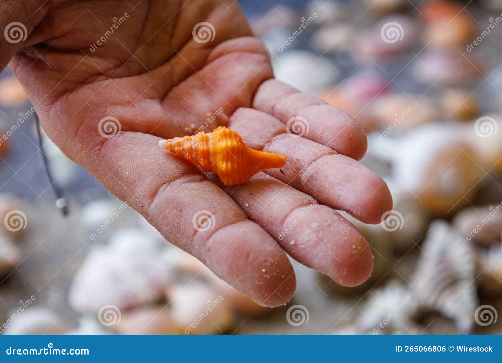 Closeup of Human Hand Holding Shell Stock Photo - Image of hand ...