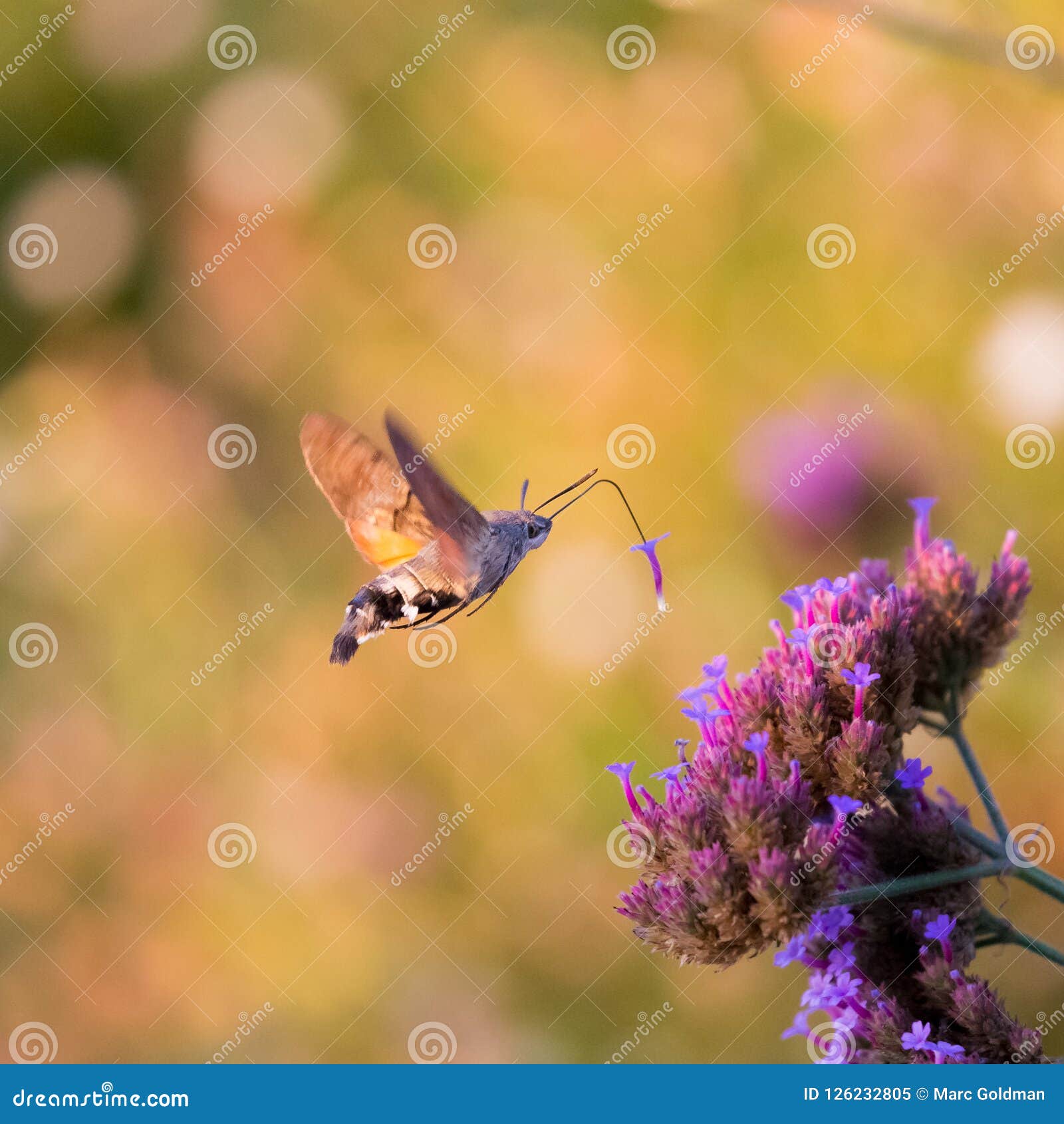 Closeup of a Hummingbird Hawk-moth 01 Stock Image - Image of herbage ...