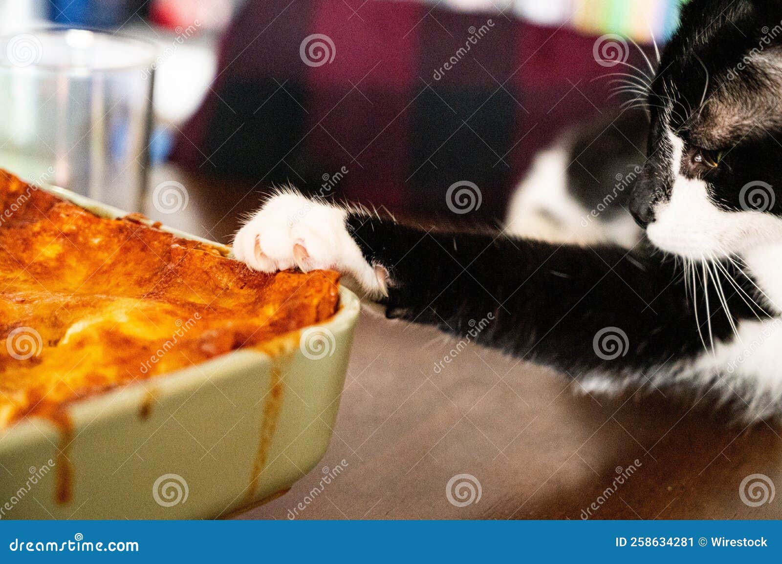 Closeup of a Hungry Cat in a Kitchen Stock Image - Image of creature ...