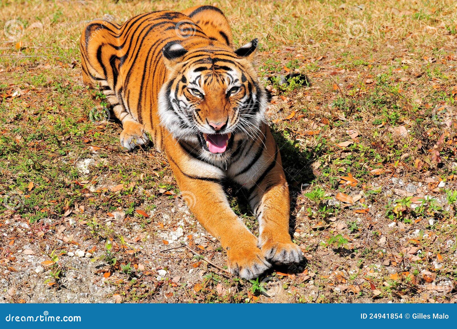 Closeup of a hungry tiger stock photo. Image of cute - 24941854