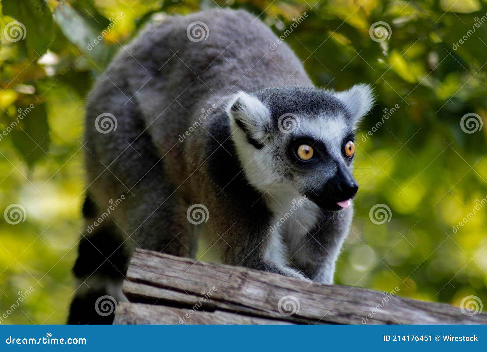 Closeup of a Hunting Ring-tailed Lemur in the Forest Stock Image ...
