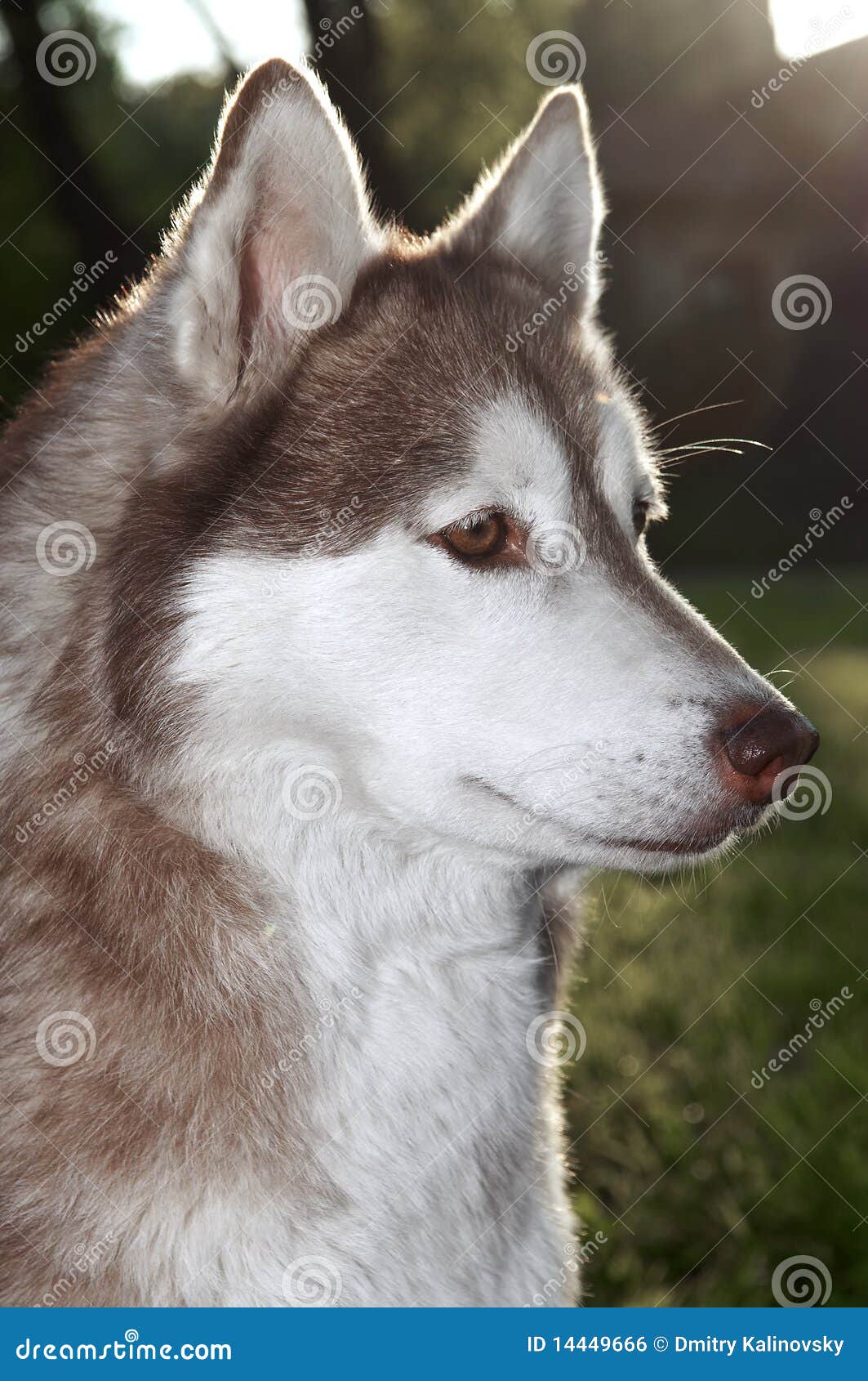 Closeup husky dog outdoors stock photo. Image of malamute - 14449666