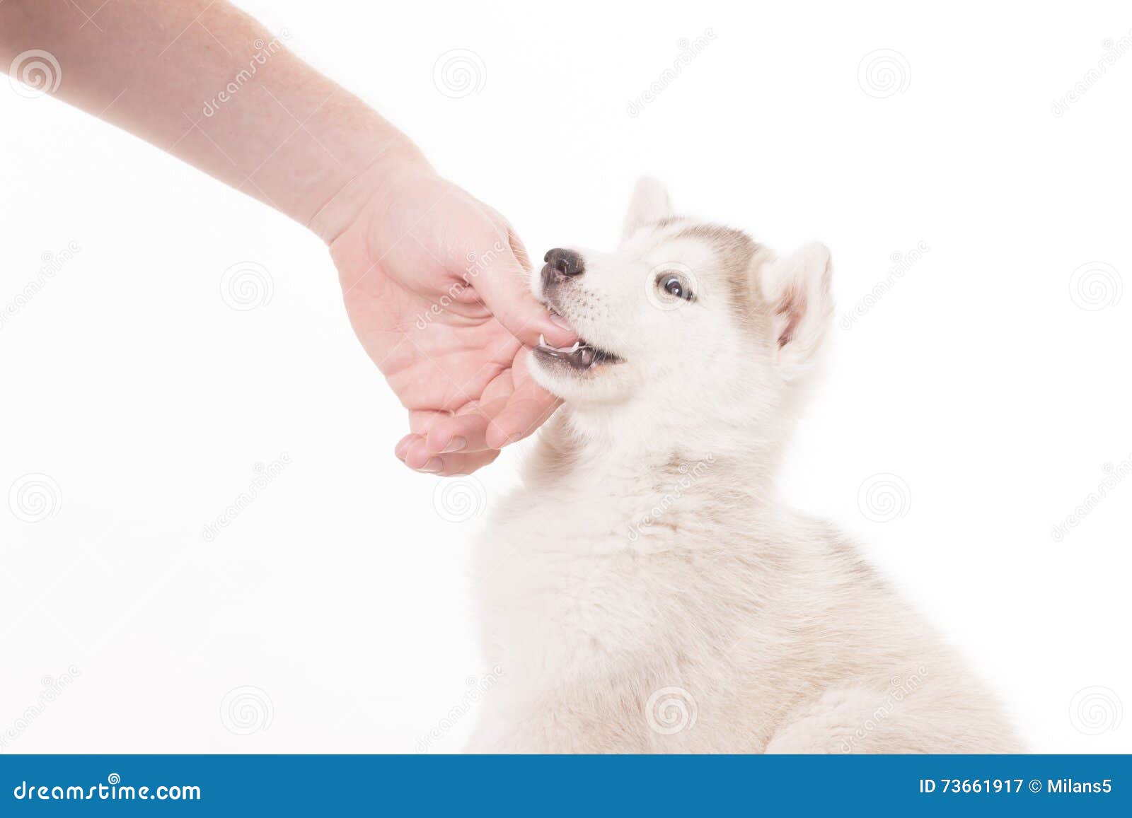 103 Puppy Biting Human Stock Photos - Free & Royalty-Free Stock Photos ...