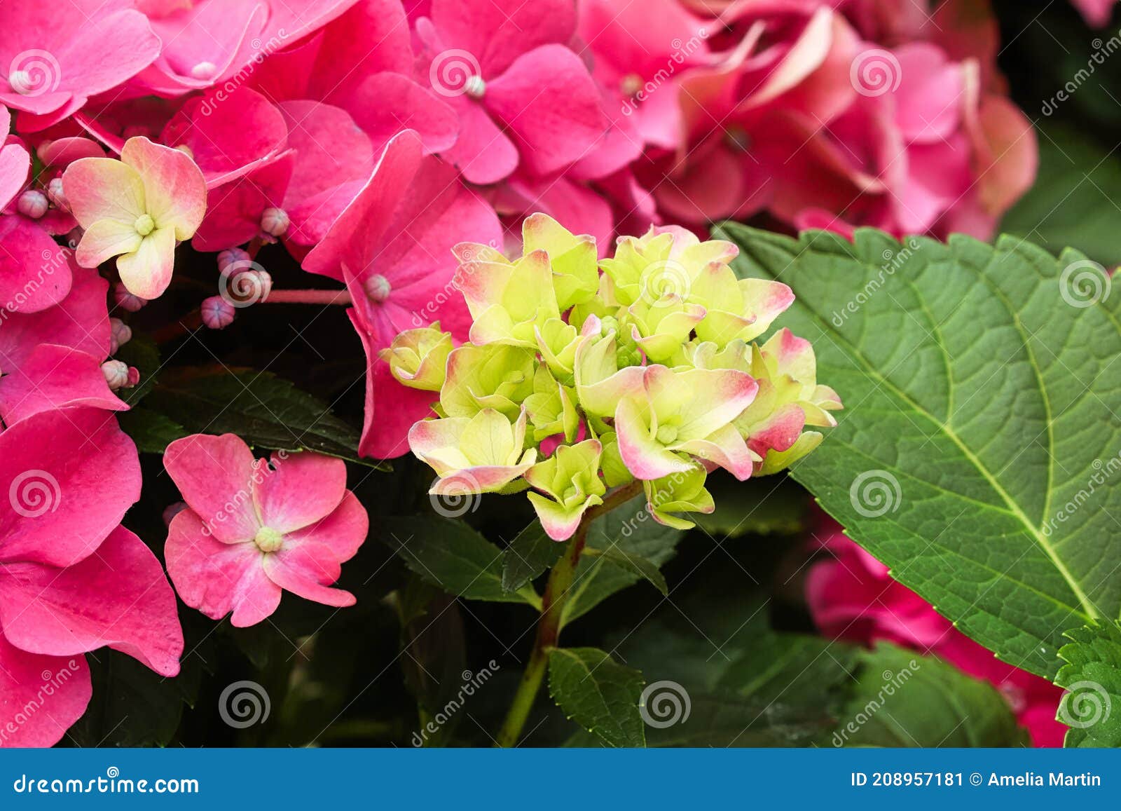 Closeup of Hydrangea Flowers Turning from Cream To Pink Stock Image ...