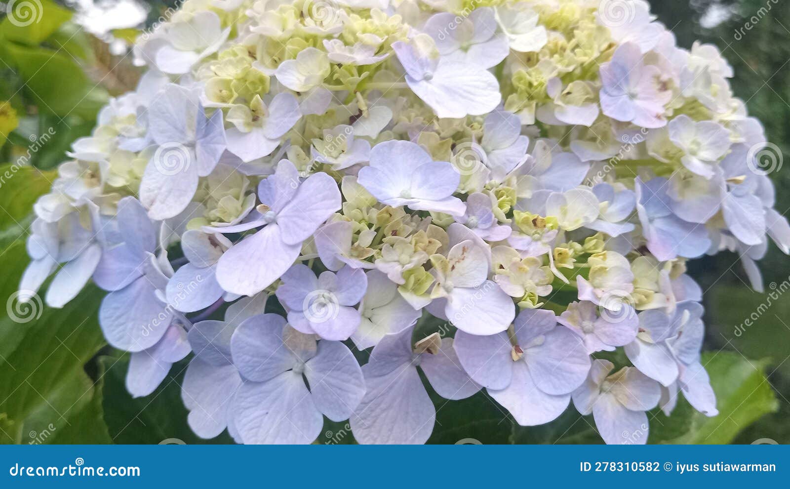 Closeup Hydrangea Macrophylla Full Colors Stock Photo - Image of white ...