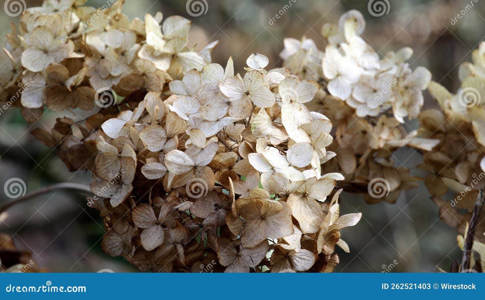 Closeup of the Hydrangea Paniculata, Dry Panicled Hydrangea. Stock ...