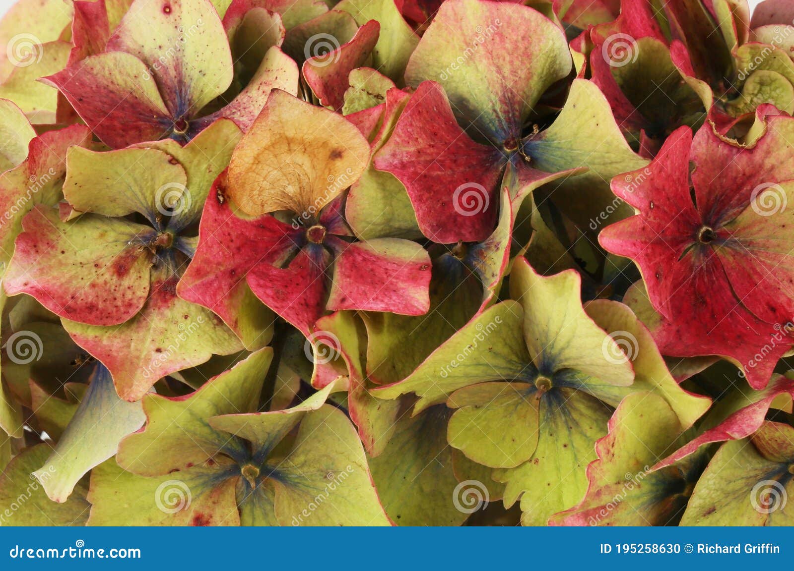 Sepal-Hydrangea Macrophylla Thunb. Ser. Stock Photo | CartoonDealer.com ...