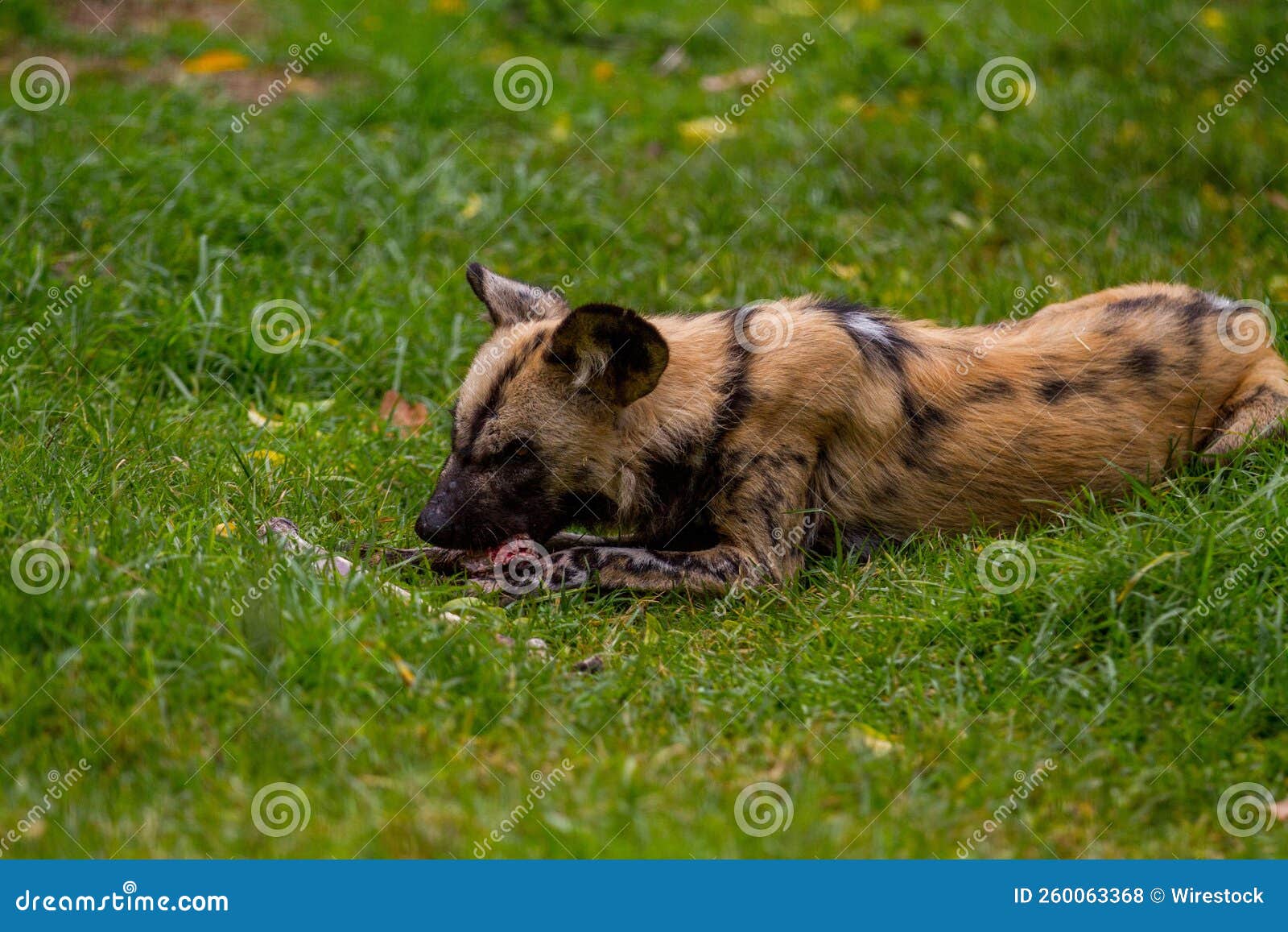 Closeup of a Hyena Eating on Grass Stock Photo - Image of tropical ...