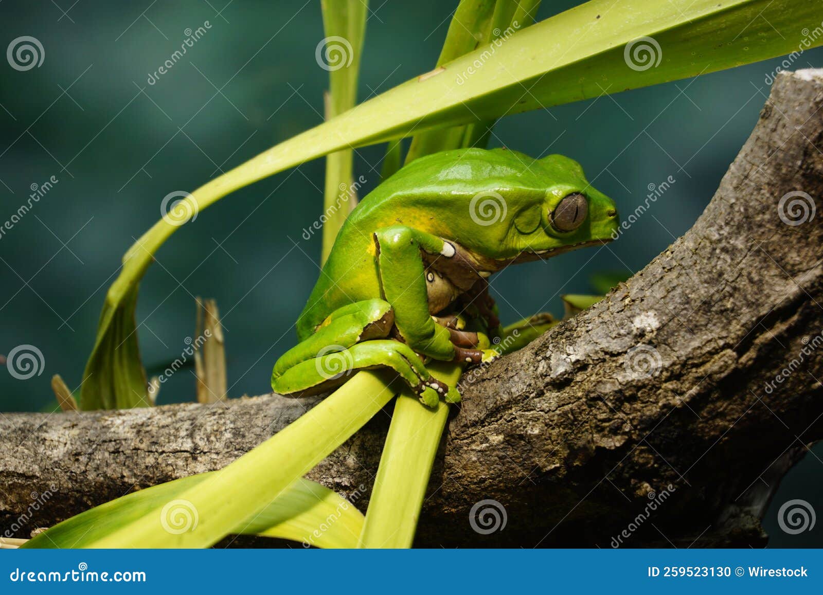 Closeup of a Hylidae Sitting on a Tree in a Forest Stock Photo - Image ...