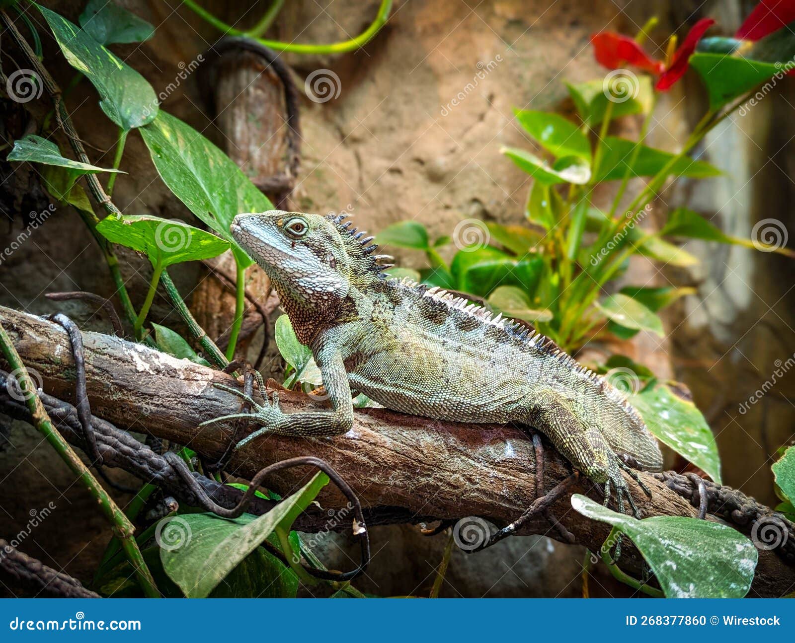 Closeup of a Hypsilurus Lizard Perched on a Tree Branch Stock Photo ...