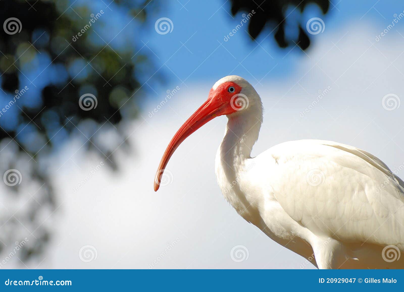 Closeup of an Ibis stock image. Image of everglades, closeup - 20929047