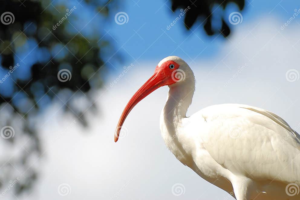 Closeup of an Ibis stock image. Image of everglades, closeup - 20929047