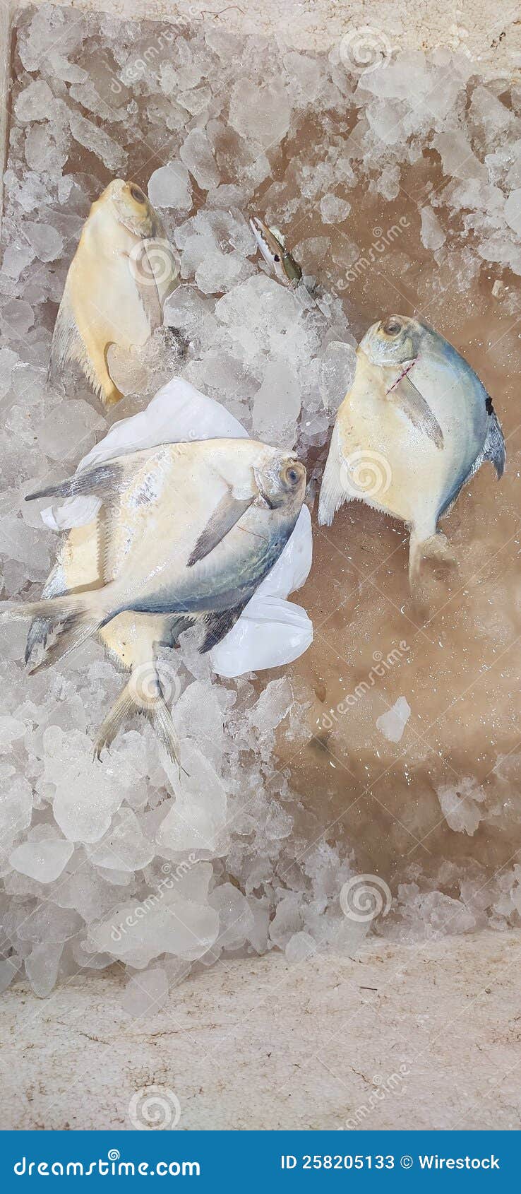 Closeup of Iced Fish in Market Stock Image - Image of natural ...
