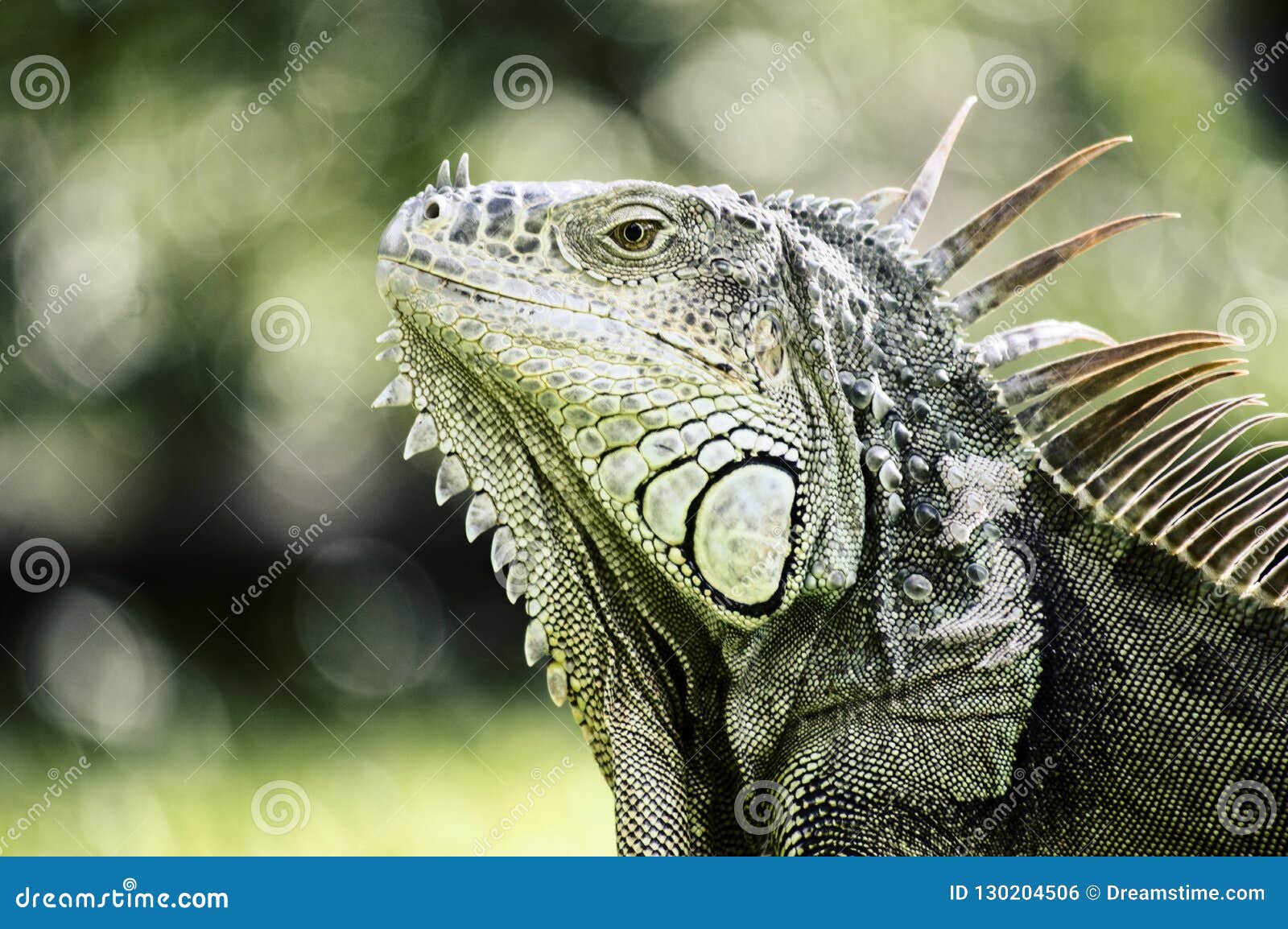 Iguana basking in the sun stock photo. Image of green - 130204506