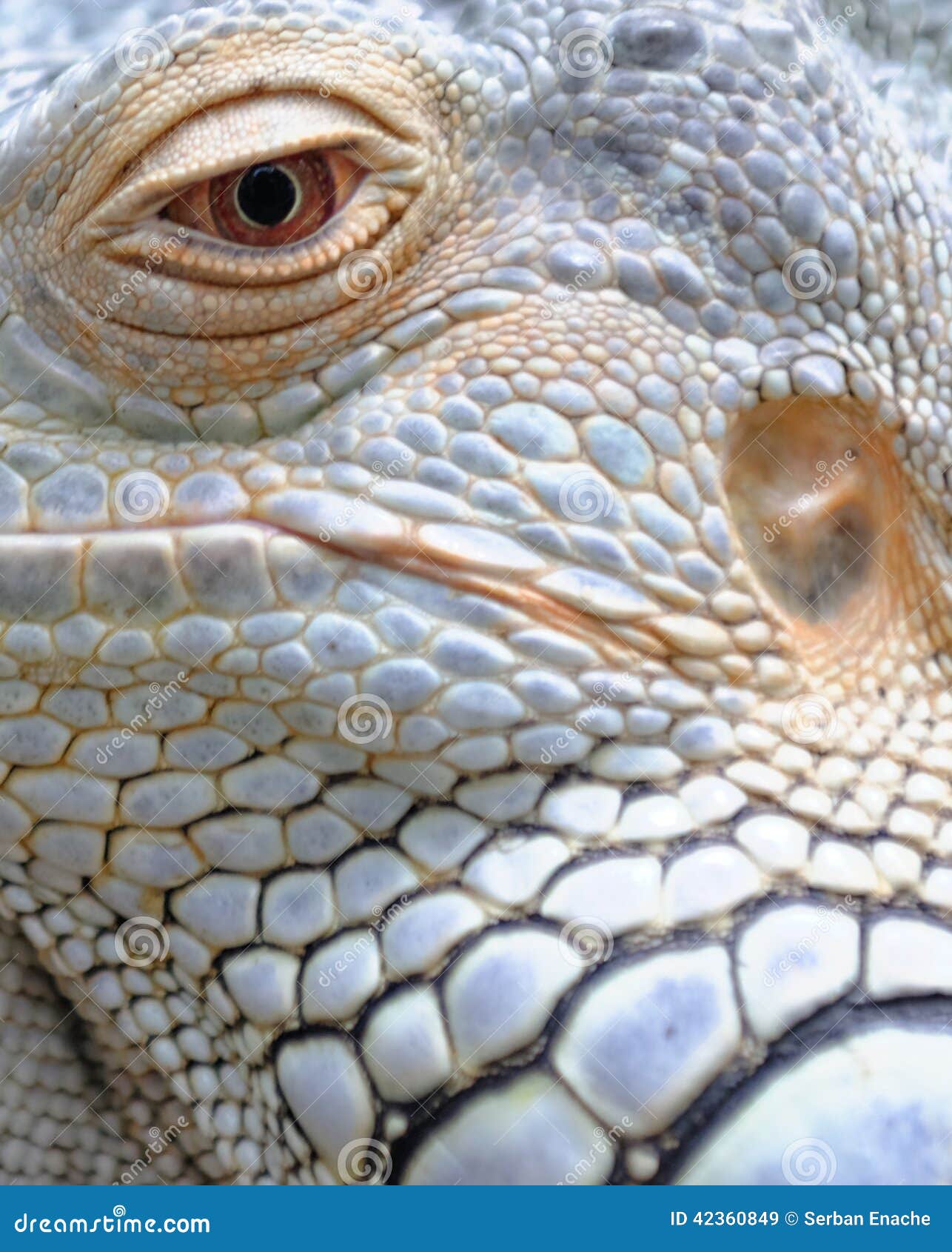 Closeup of Iguana Eye and Skin Stock Image - Image of scaly, looking ...