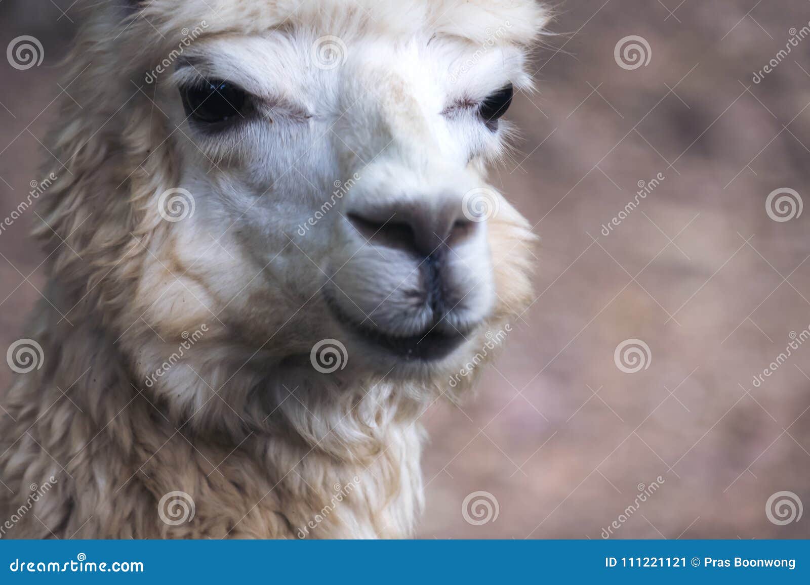 Closeup image of an alpaca stock image. Image of chile - 111221121