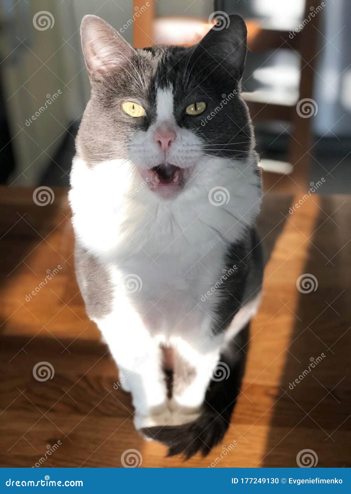 Closeup Image of the Amazed Cat Stock Photo - Image of animals, excited ...