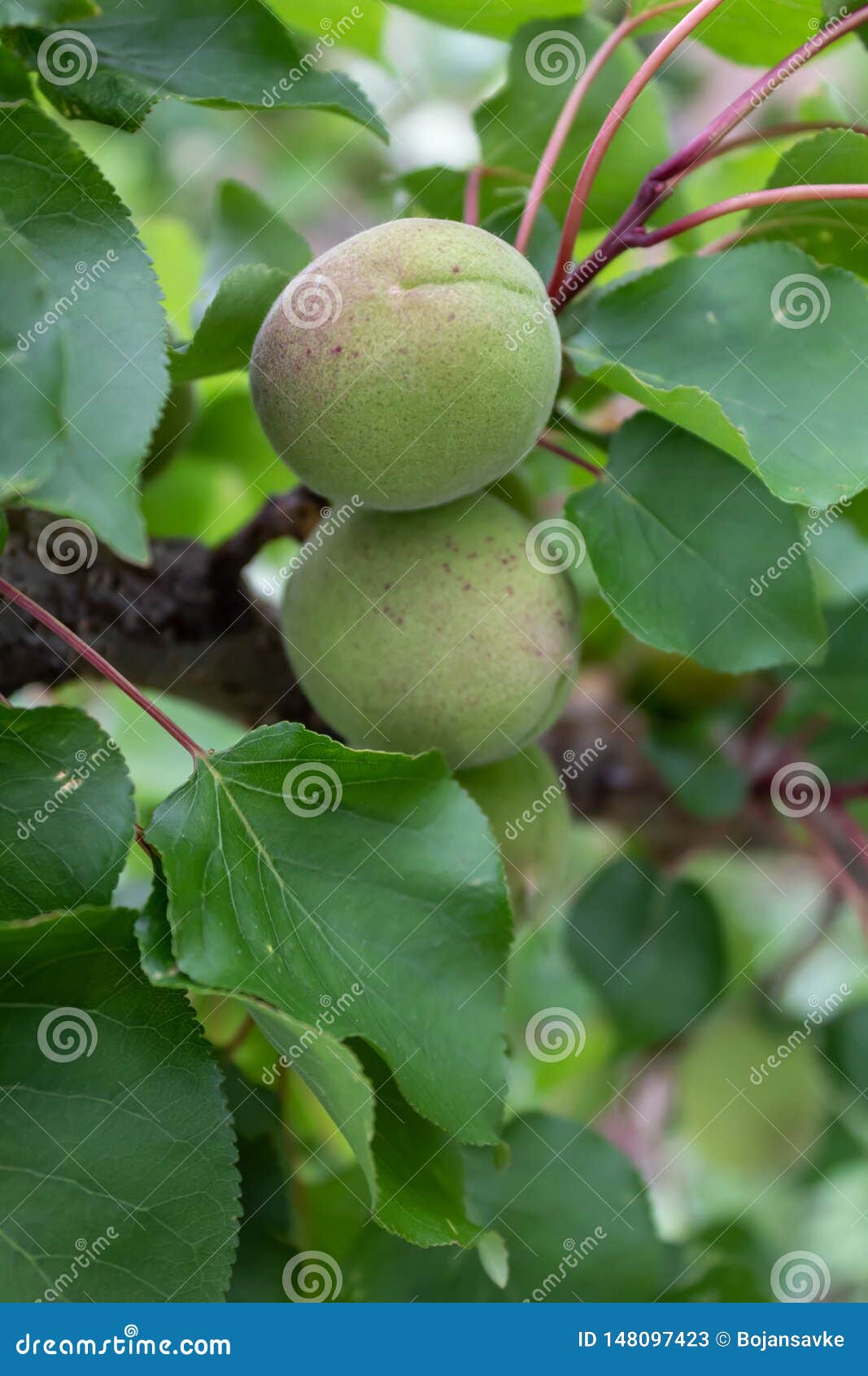 Apricot Branch with Small Fruit Stock Image - Image of flowers, apricot ...