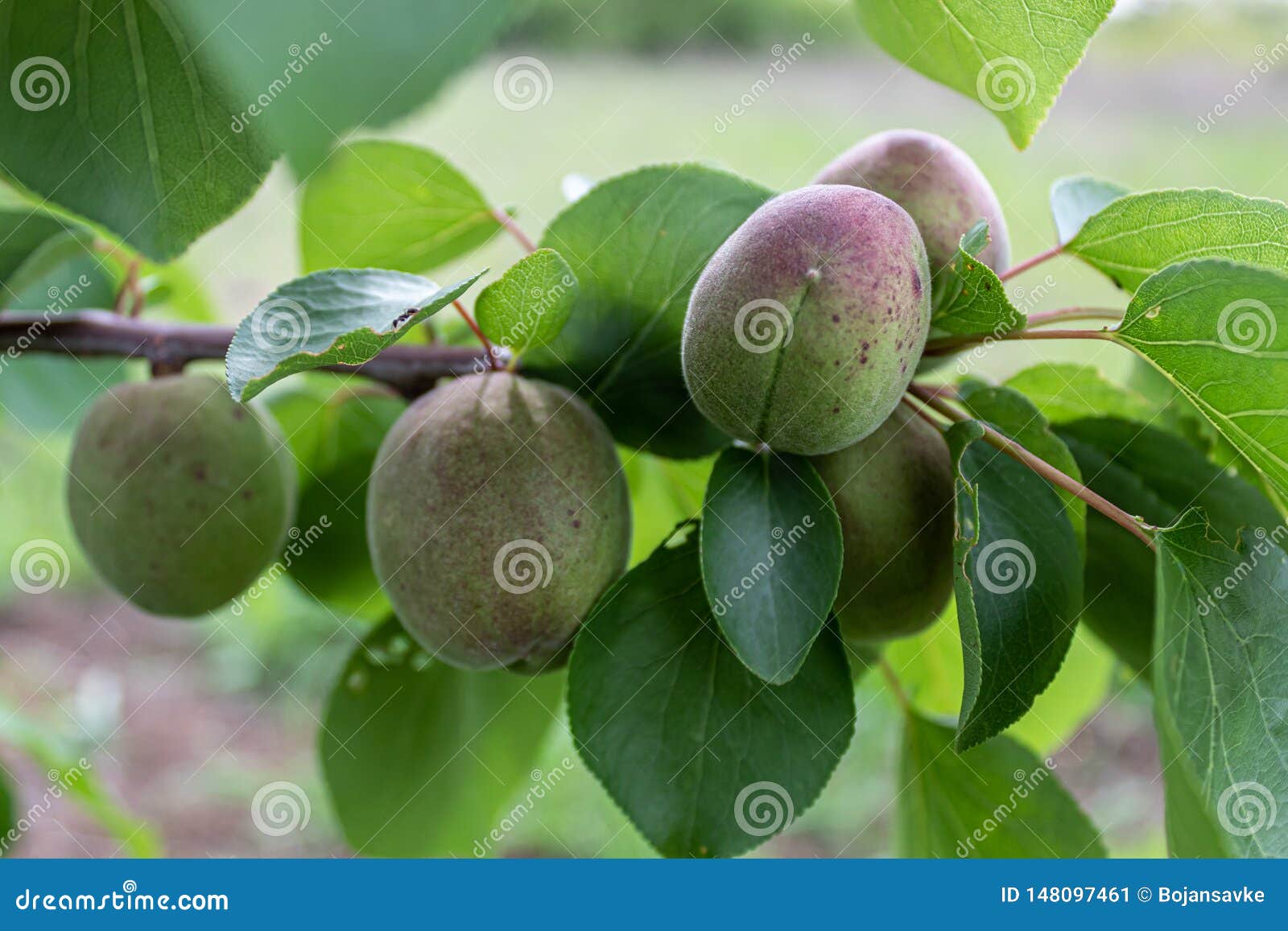Apricot Branch with Small Fruit Stock Image - Image of green, tree ...