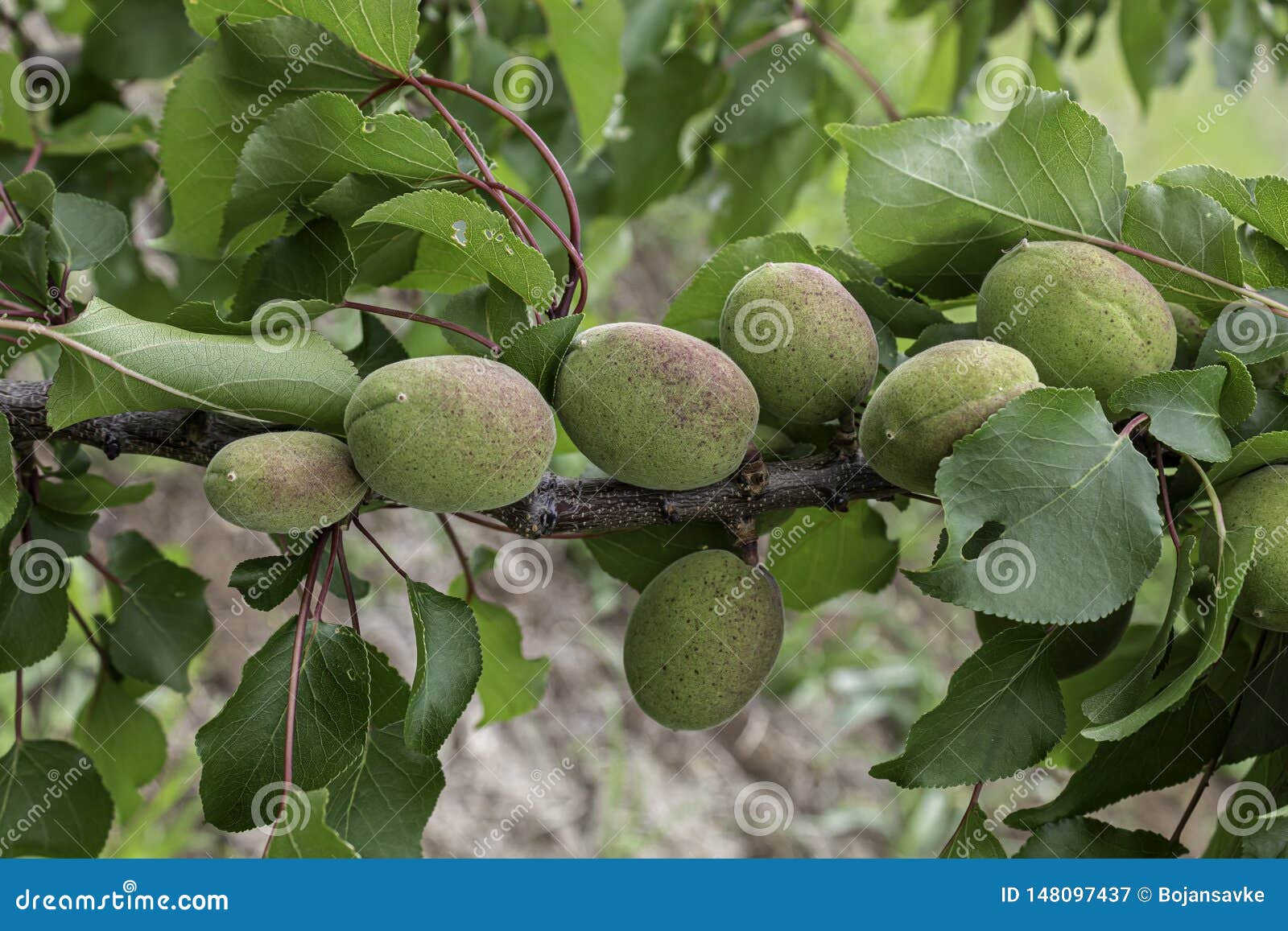 Apricot Branch with Small Fruit Stock Image - Image of fruit, natural ...