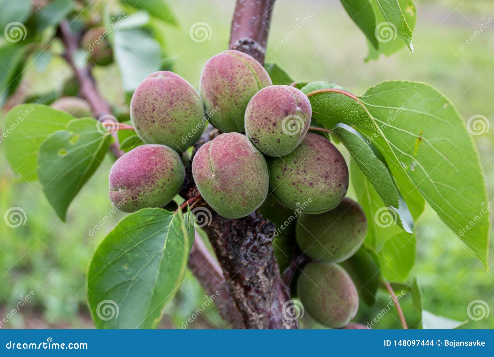 Apricot Branch with Small Fruit Stock Photo - Image of small, natural ...