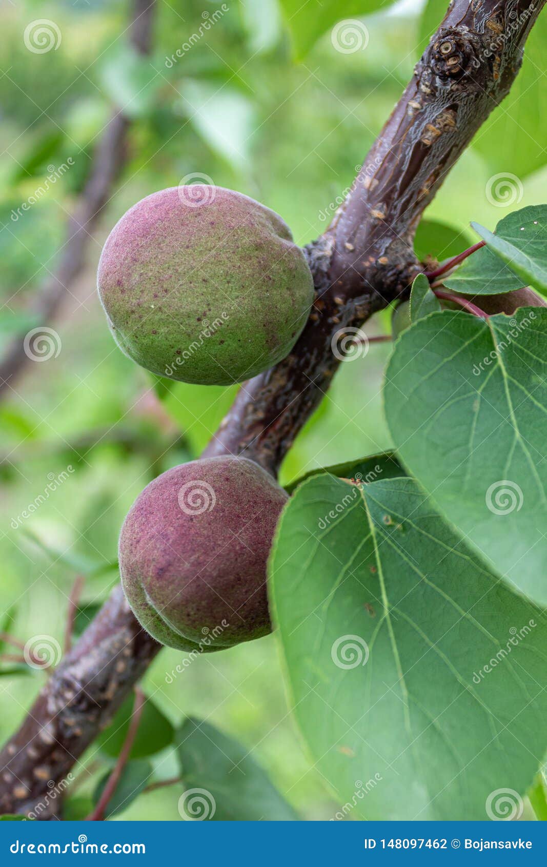 Apricot Branch with Small Fruit Stock Photo - Image of natural, plant ...