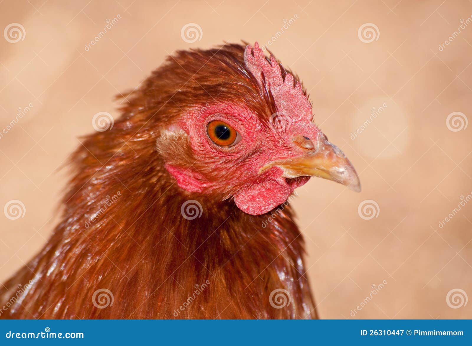 Closeup Image of a Beautiful Red Cochin Hen Stock Image - Image of ...