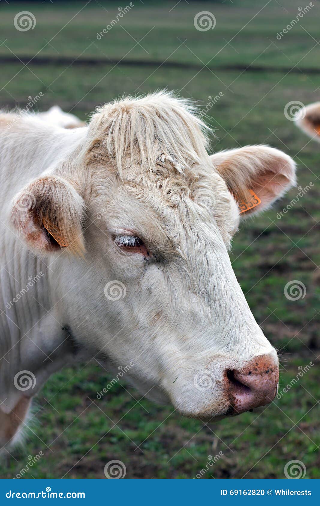 Closeup Image Brahman Heifer, Beige Cow with Identification Ear Tags ...