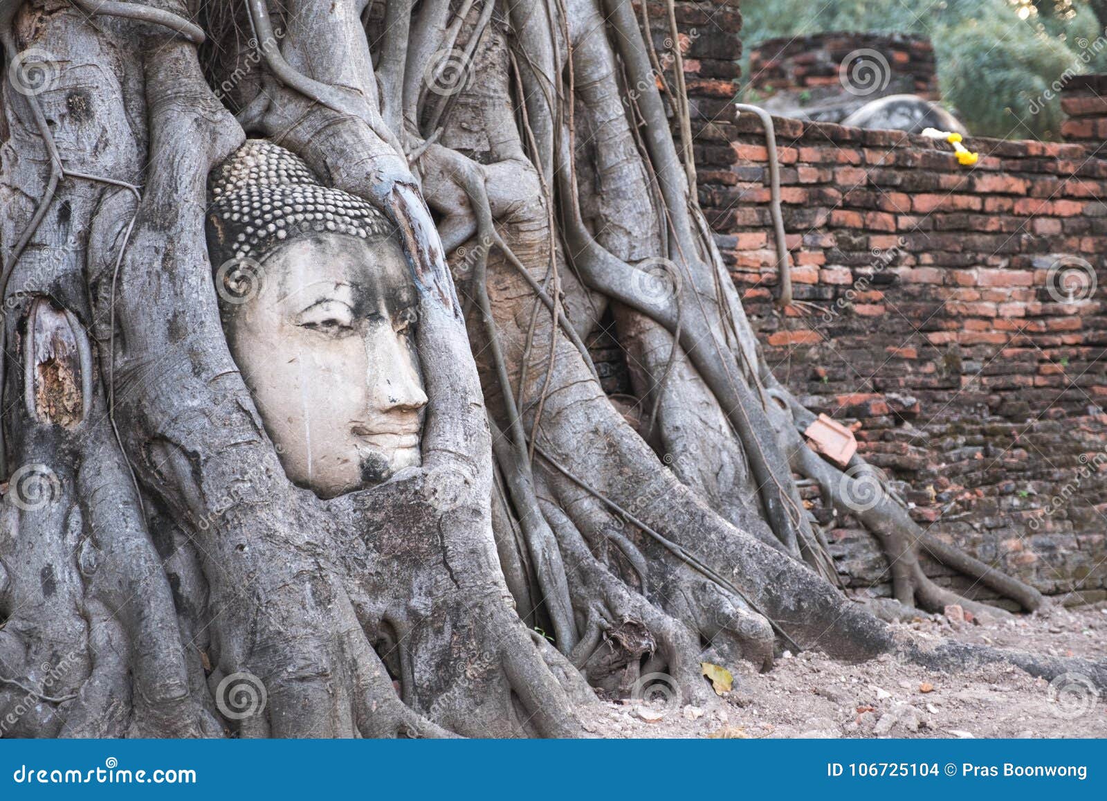 Closeup Image of the Buddha Image Inside the Bodhi Tree Roots in ...