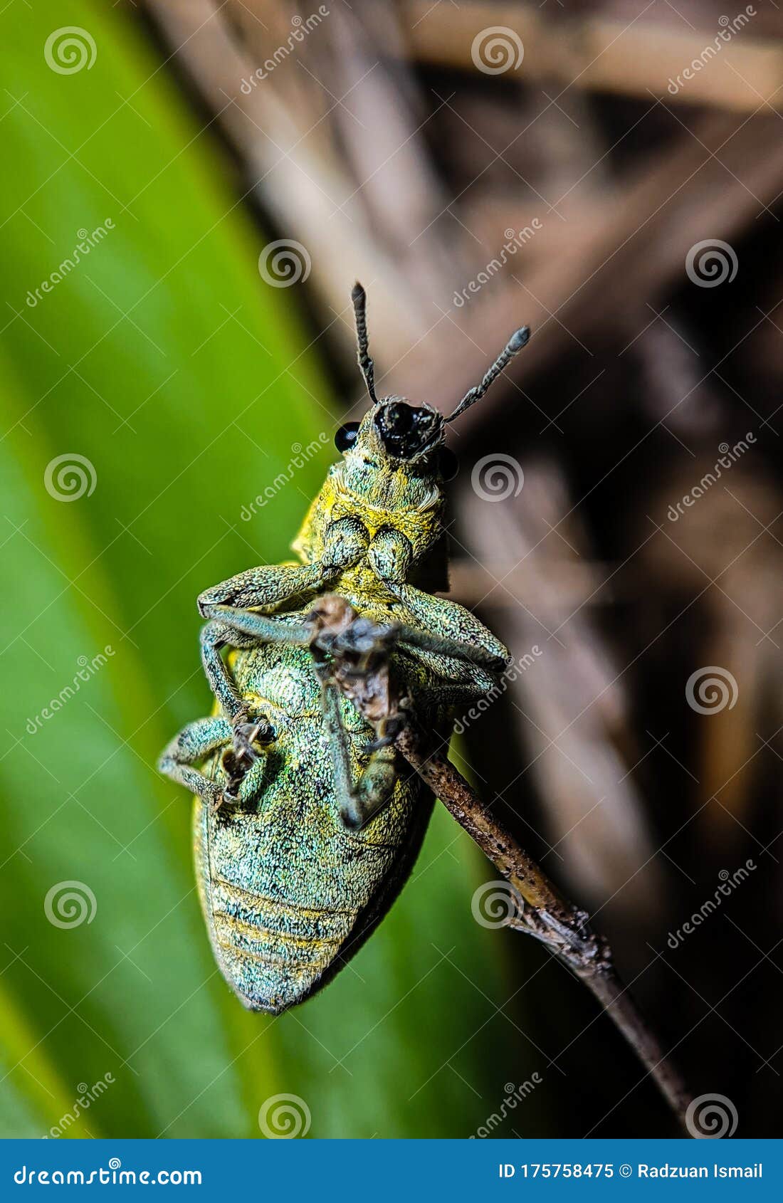 Closeup Image of Bugs in Branch Twig Stock Image - Image of twig ...