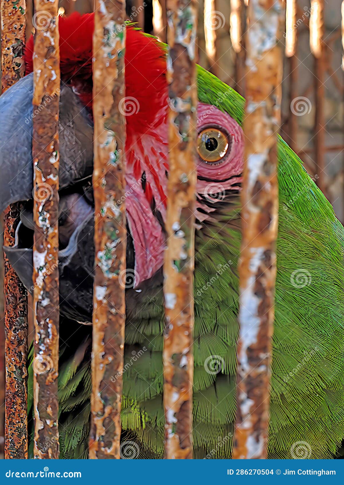 A Closeup Image of a Caged Parrot Stock Photo - Image of cage, beak ...